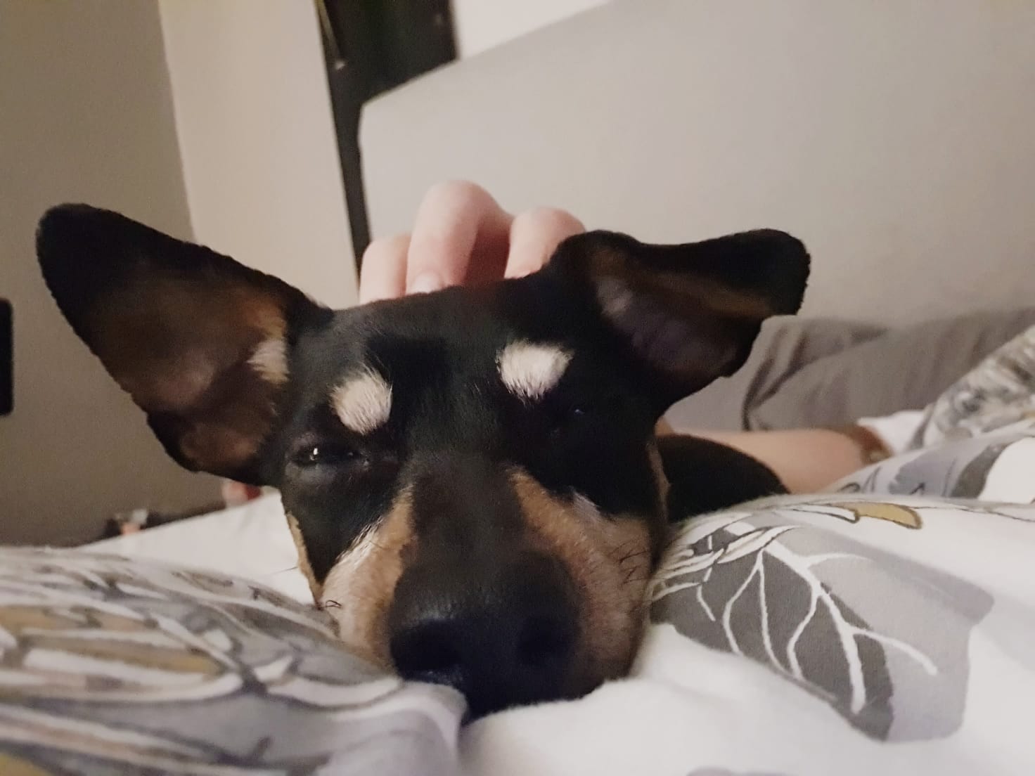 Almost Asleep Scrolller