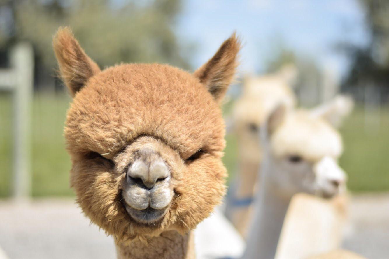 Alpaca farm in Longmont! | Scrolller