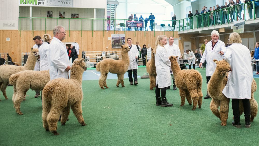 Alpacas and people in lab coats | Scrolller