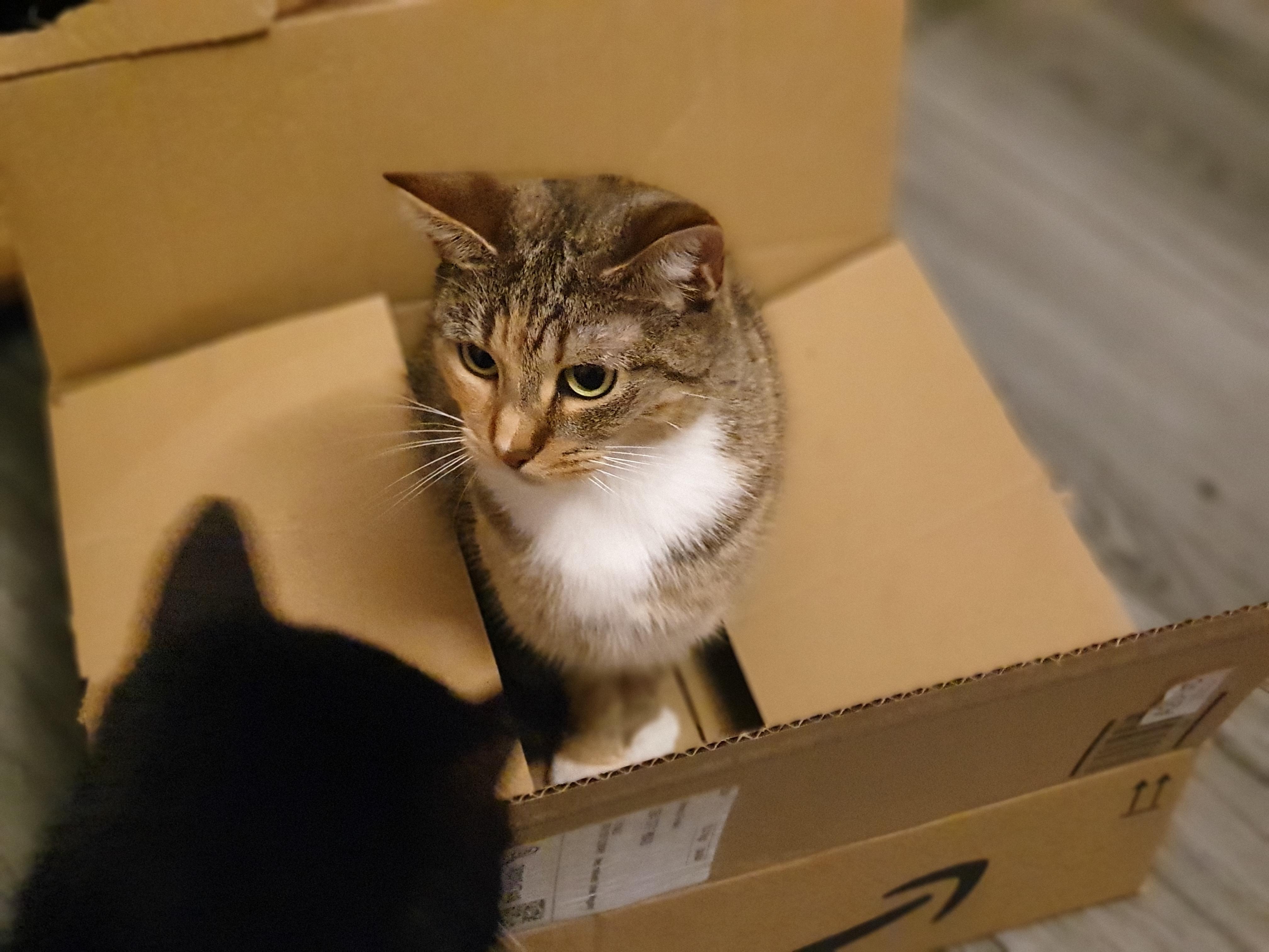 Also caught a tabby. | Scrolller