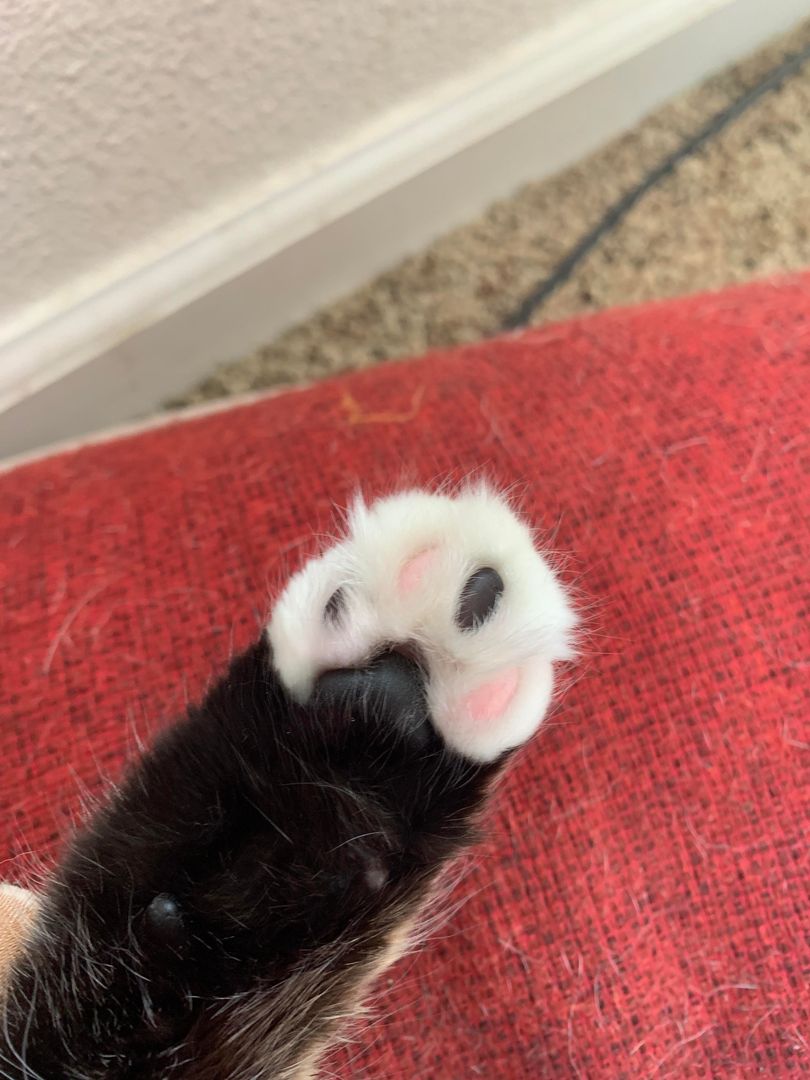 Alternating Beans | Scrolller