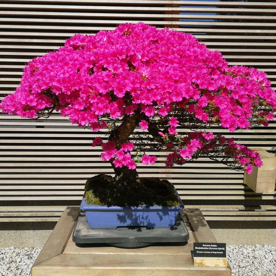 Amazing azalea bonsai | Scrolller