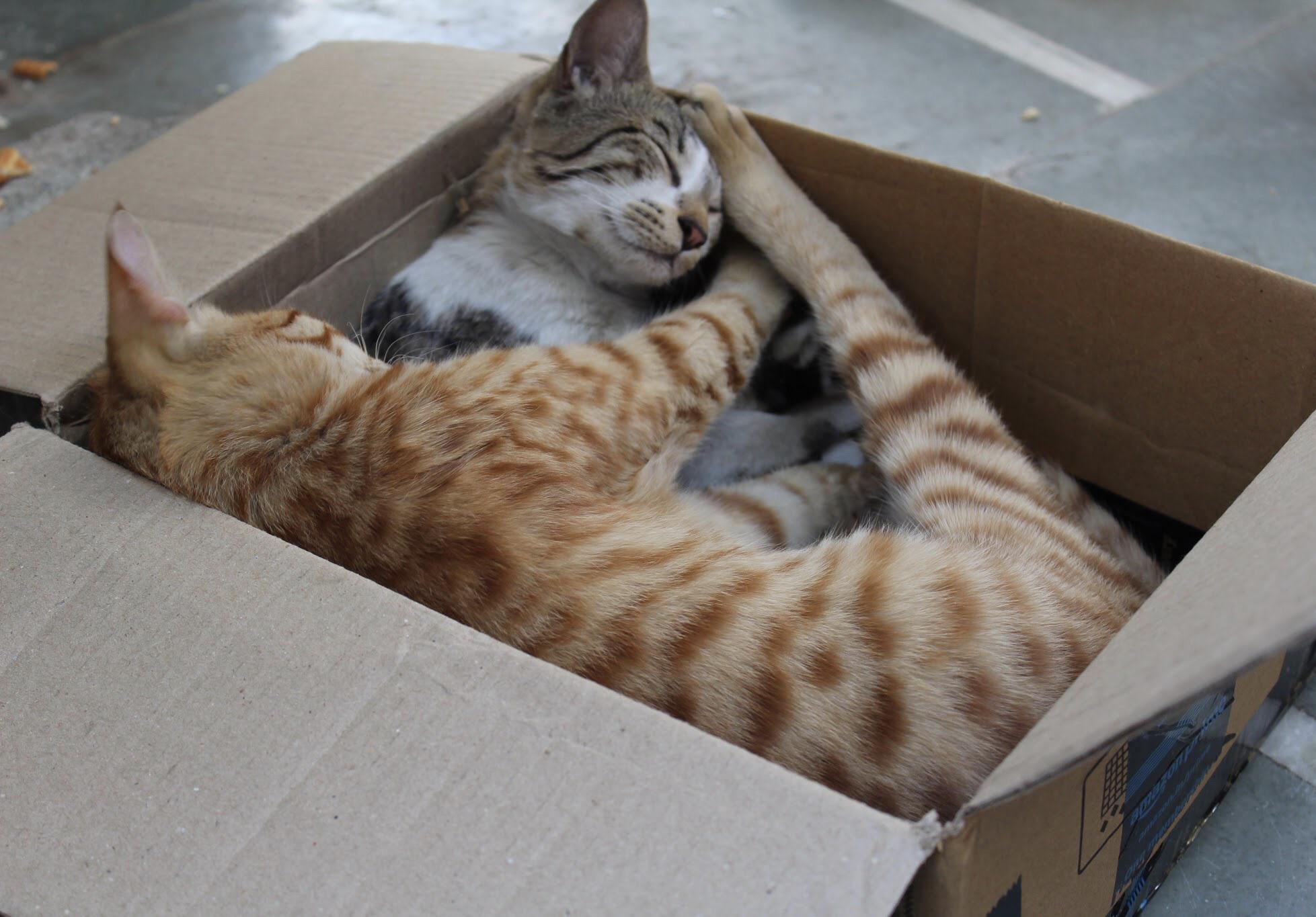 Amazon makes effective traps ・ω・ | Scrolller