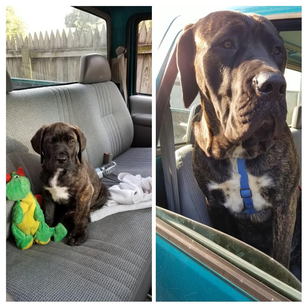 American Mastiff Marvin 2 months vs 10 months | Scrolller