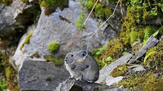 American Pika *Squeak* | Scrolller