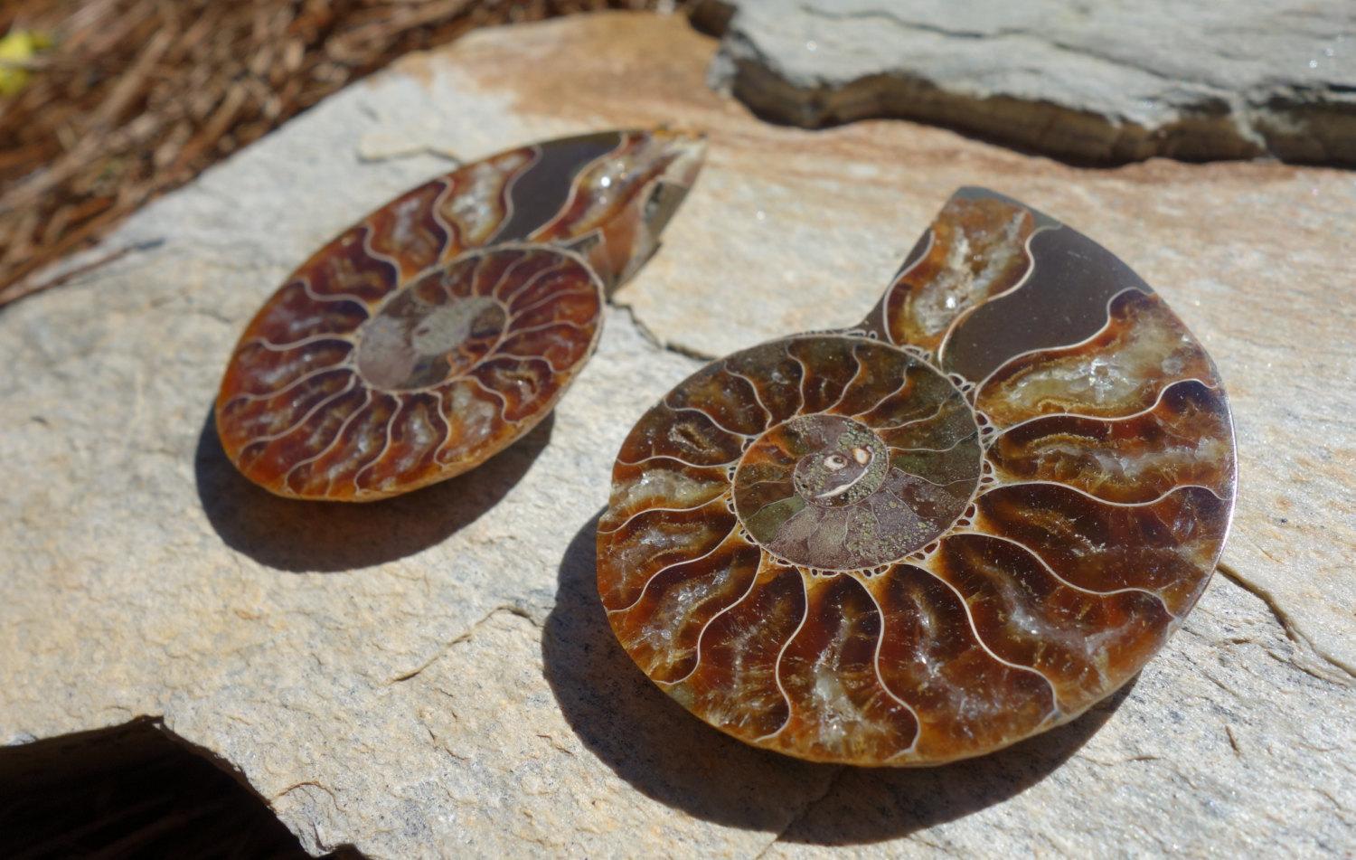 Ammonite fossil [1500x951] | Scrolller