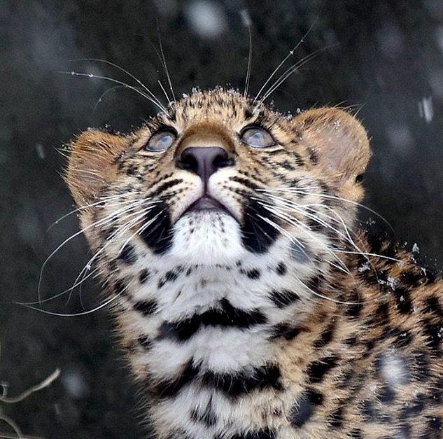 Amur leopard seeing snow for the first time (x-posted to r/aww) | Scrolller