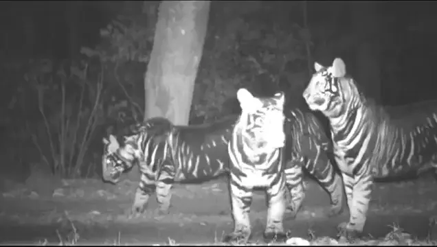 An entire family of shiny tigers | Scrolller