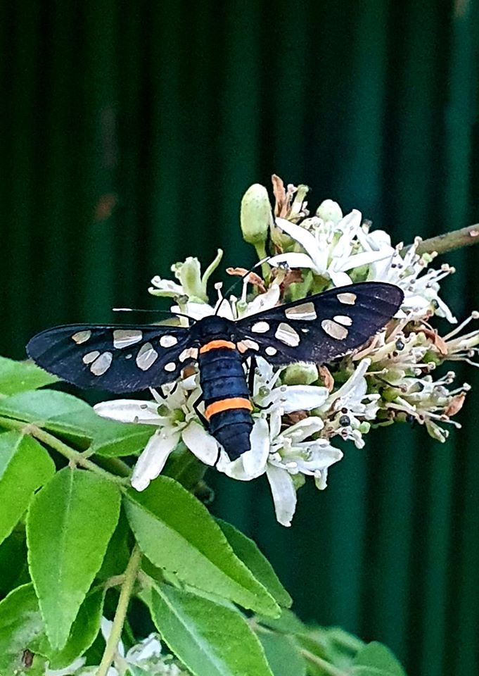 An Indian Handmaiden Moth. | Scrolller