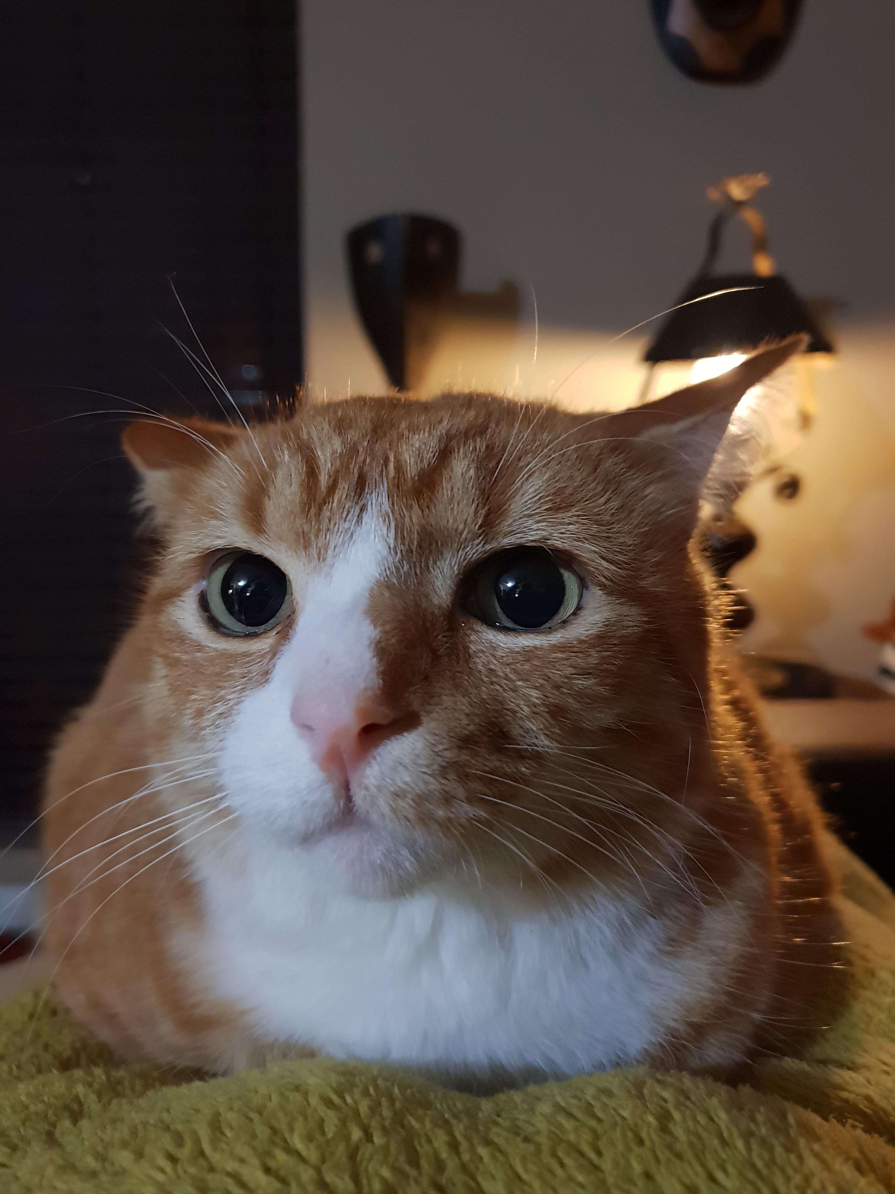 An orange loaf | Scrolller