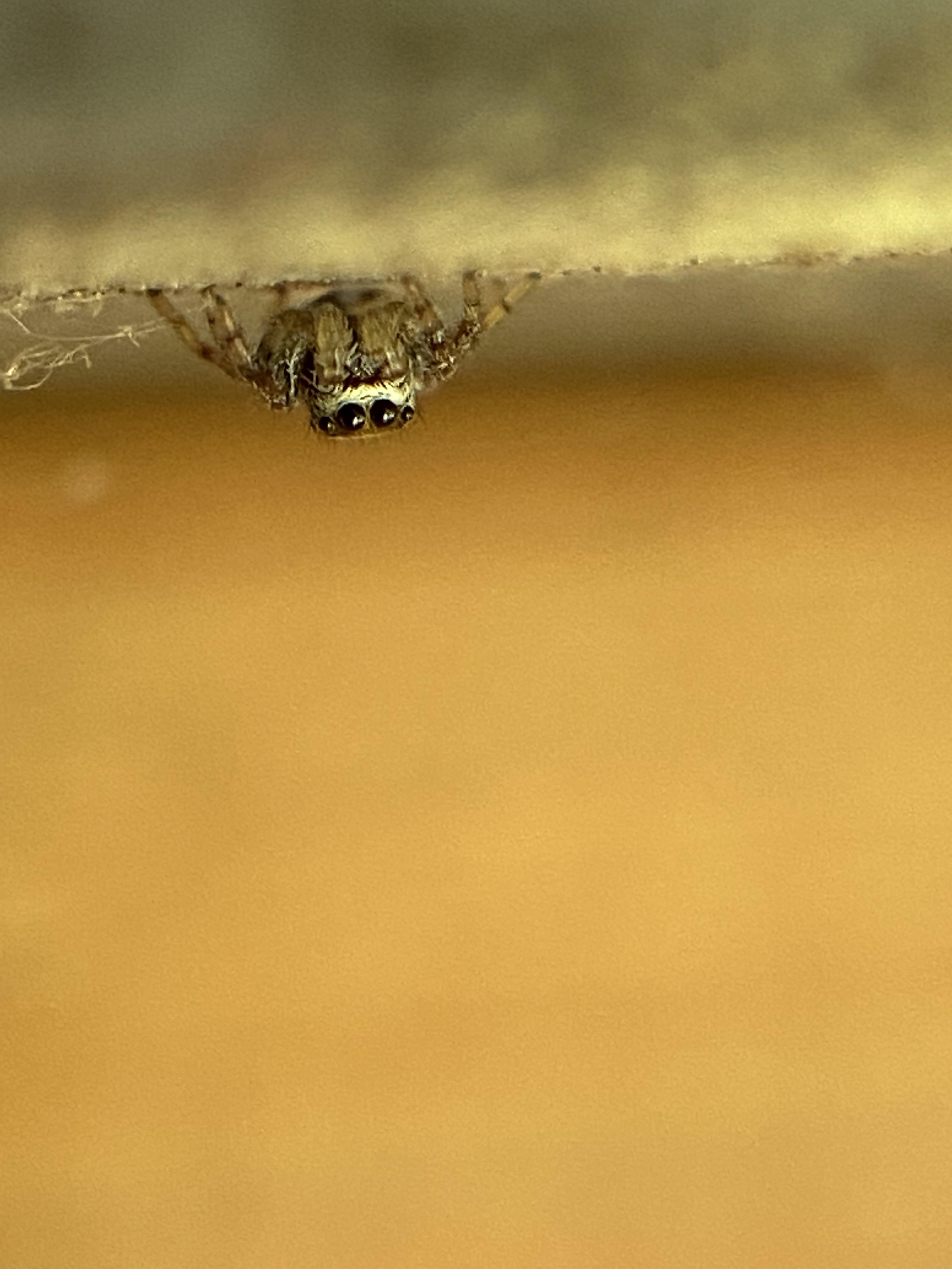 An upside-down jumping spider | Scrolller