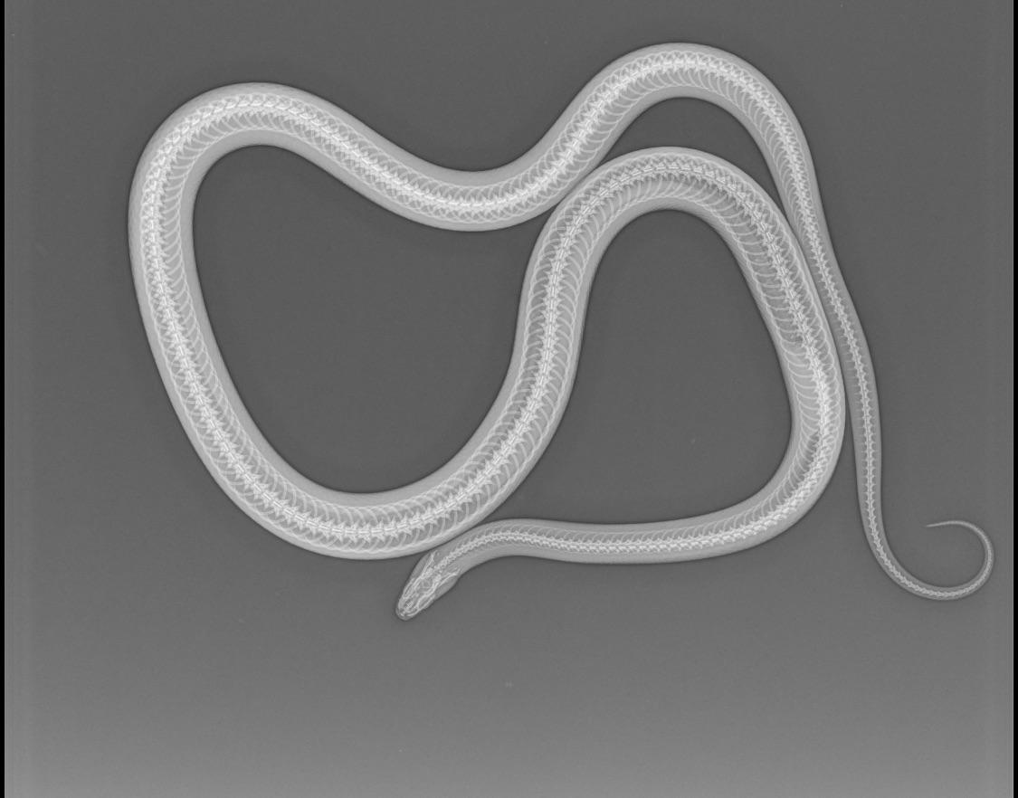 An x-ray of my corn snake! | Scrolller