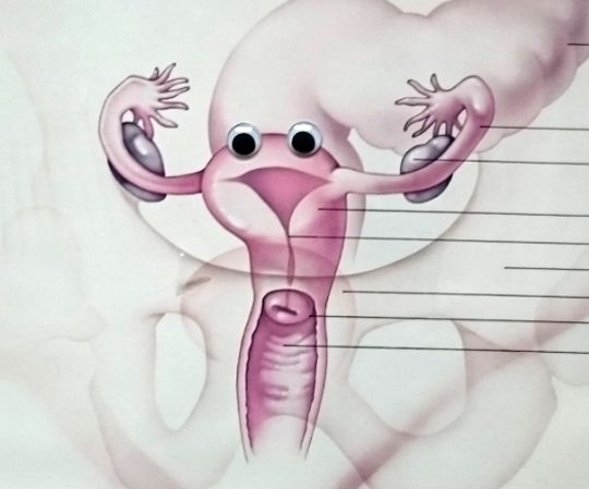 Anatomical glorp | Scrolller