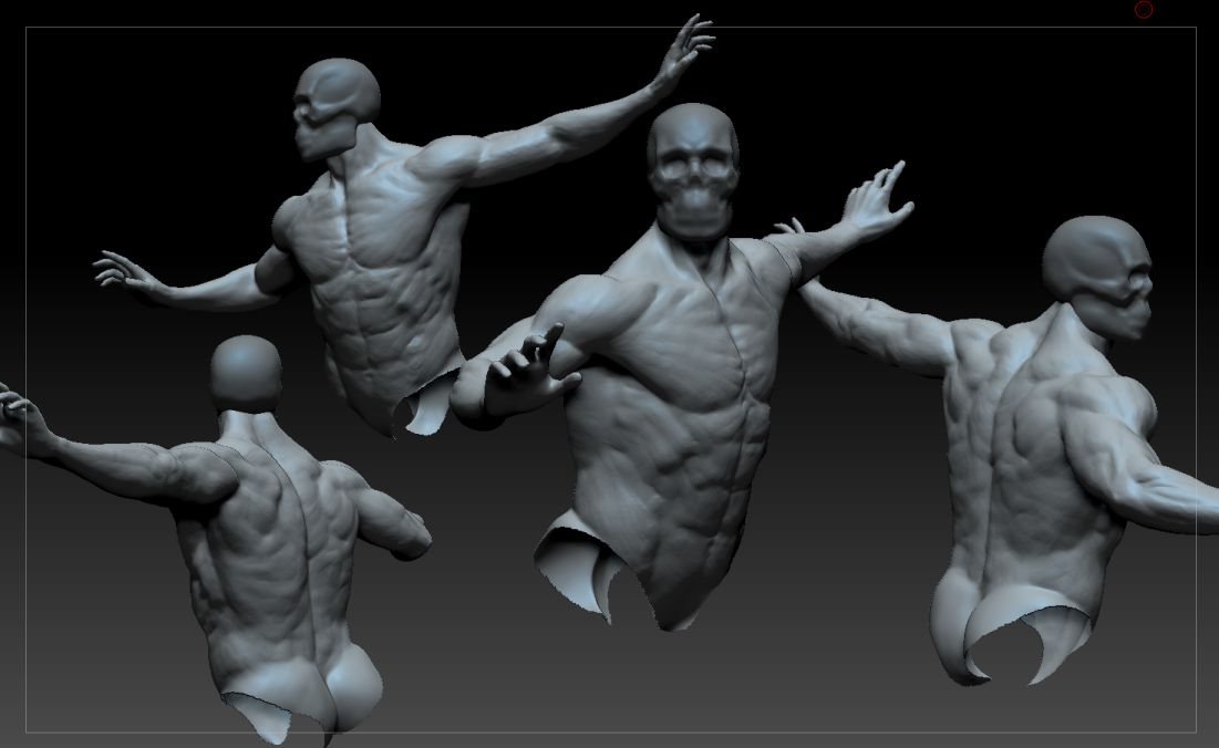 Anatomy study update .2 | Scrolller