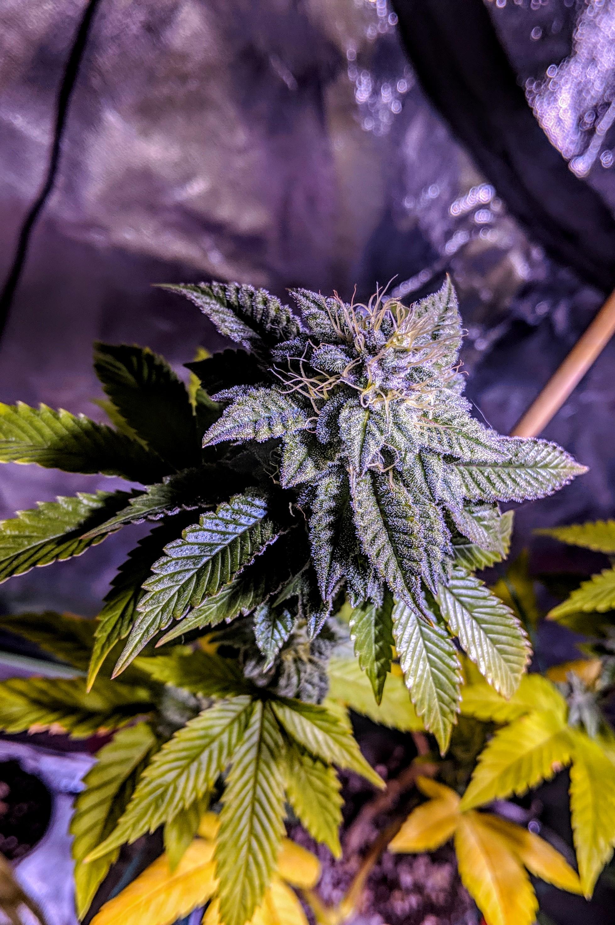 Ancient OG Kush Home Grow | Scrolller