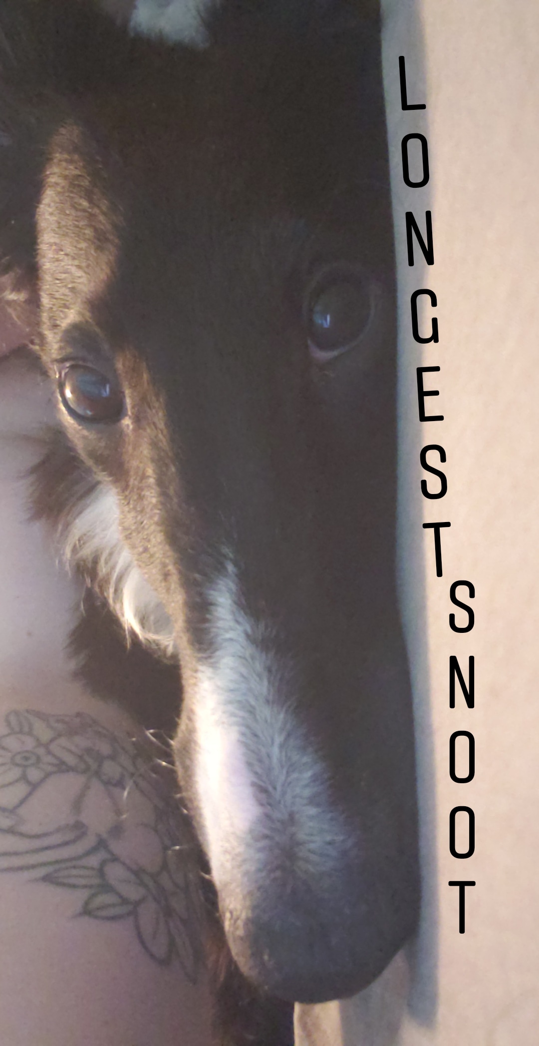 and the award for longest snoot goes to...... | Scrolller