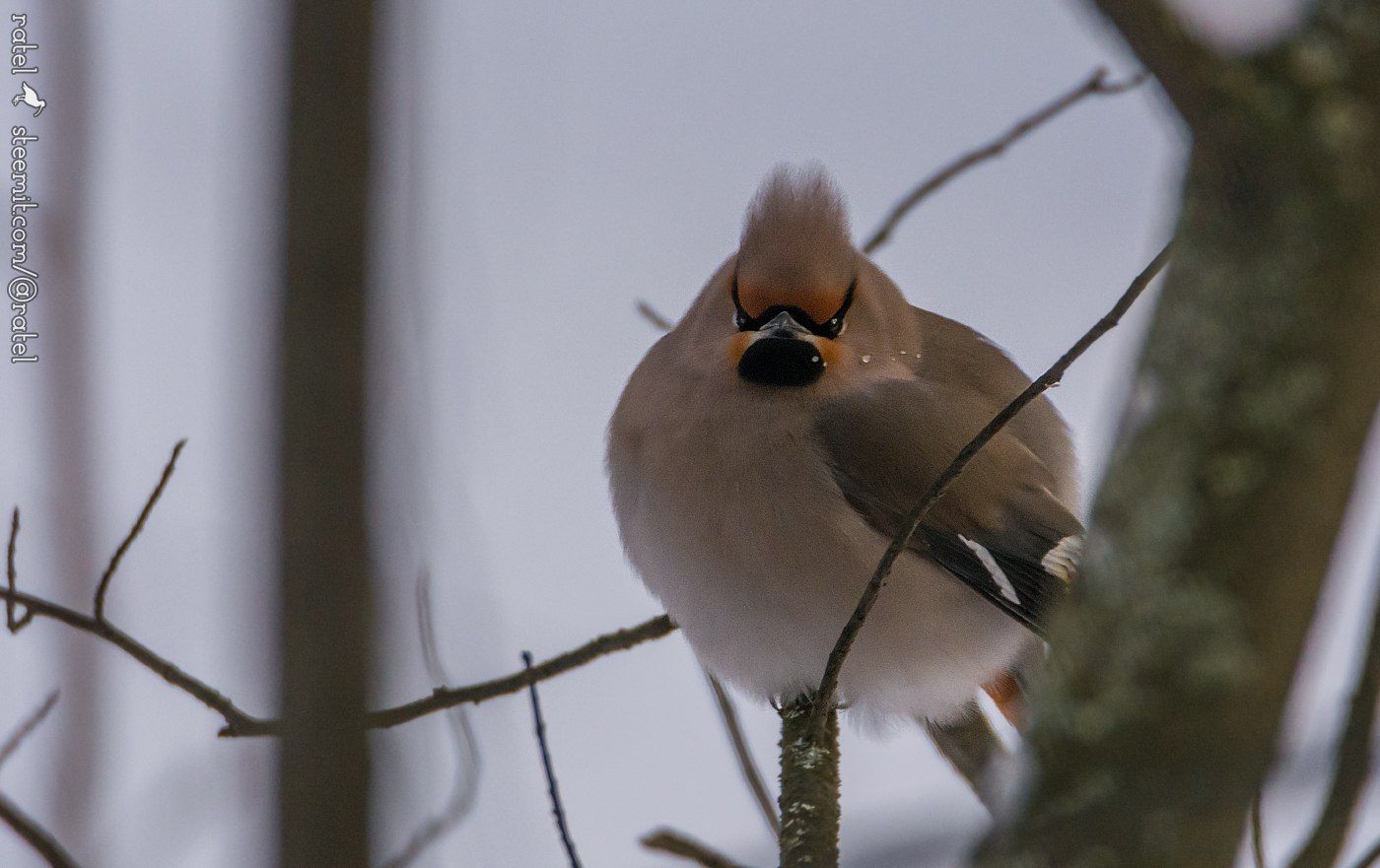 Angry borb | Scrolller