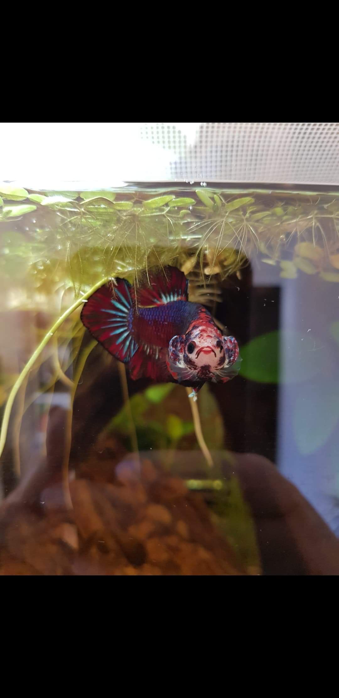 Angry boy | Scrolller