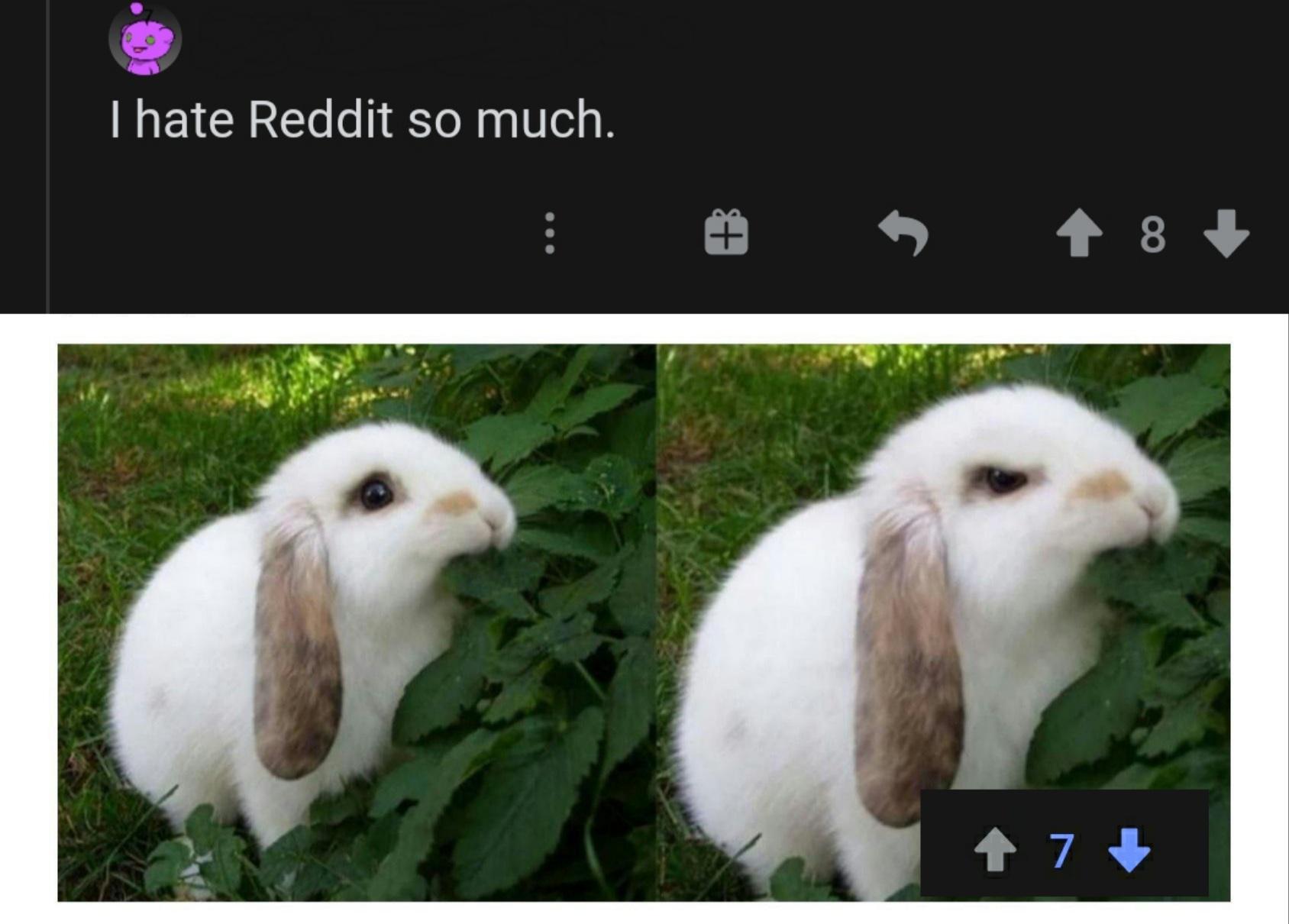 'Angry noises' | Scrolller