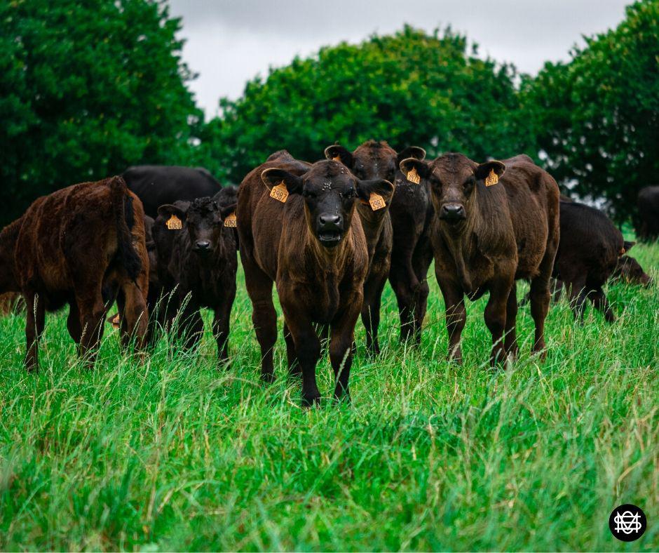 Angus calves | Scrolller