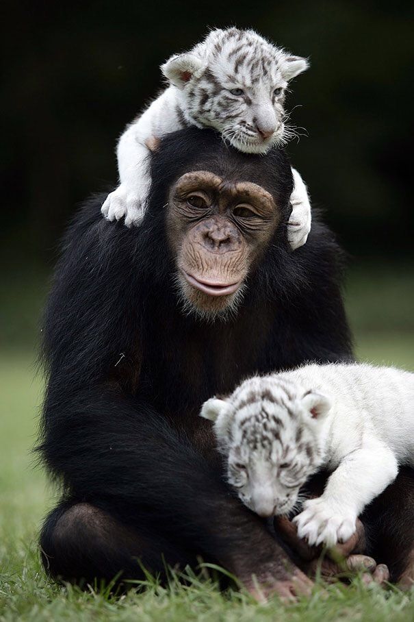 Anjana the chimpanzee and her white tiger cubs | Scrolller
