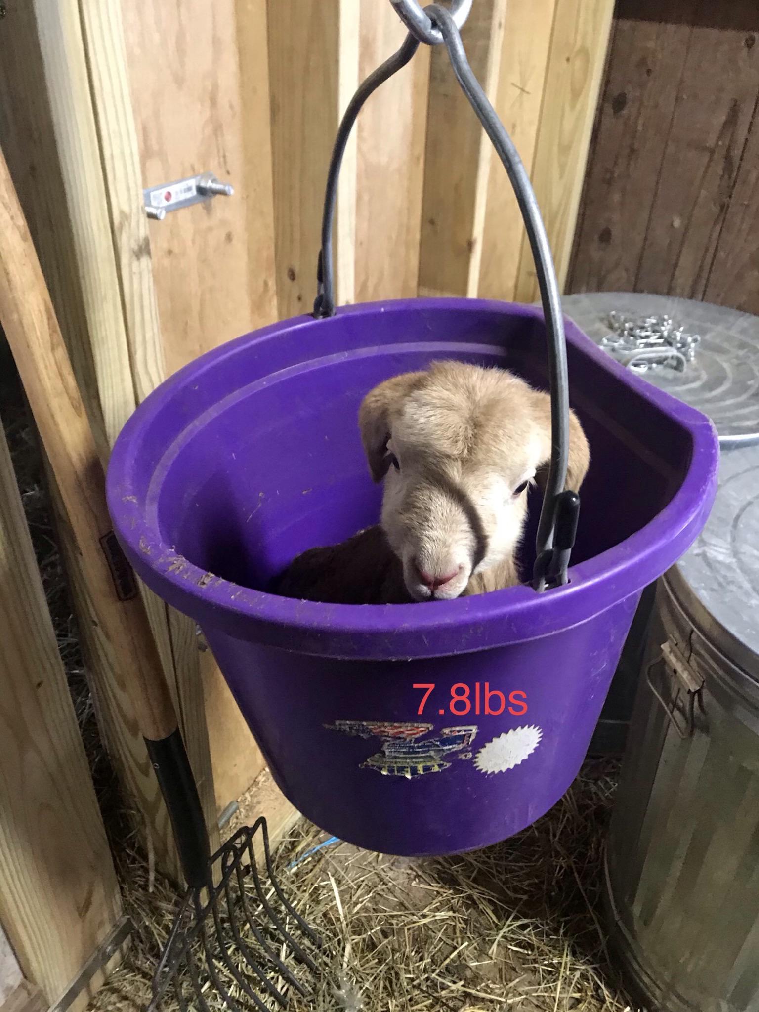 Another cute lamb photo | Scrolller