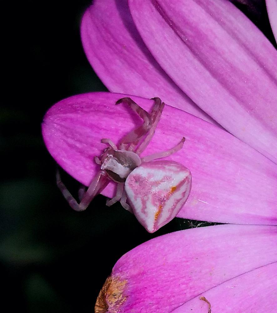 Another little gem: Thomisus Onustus in my garden | Scrolller