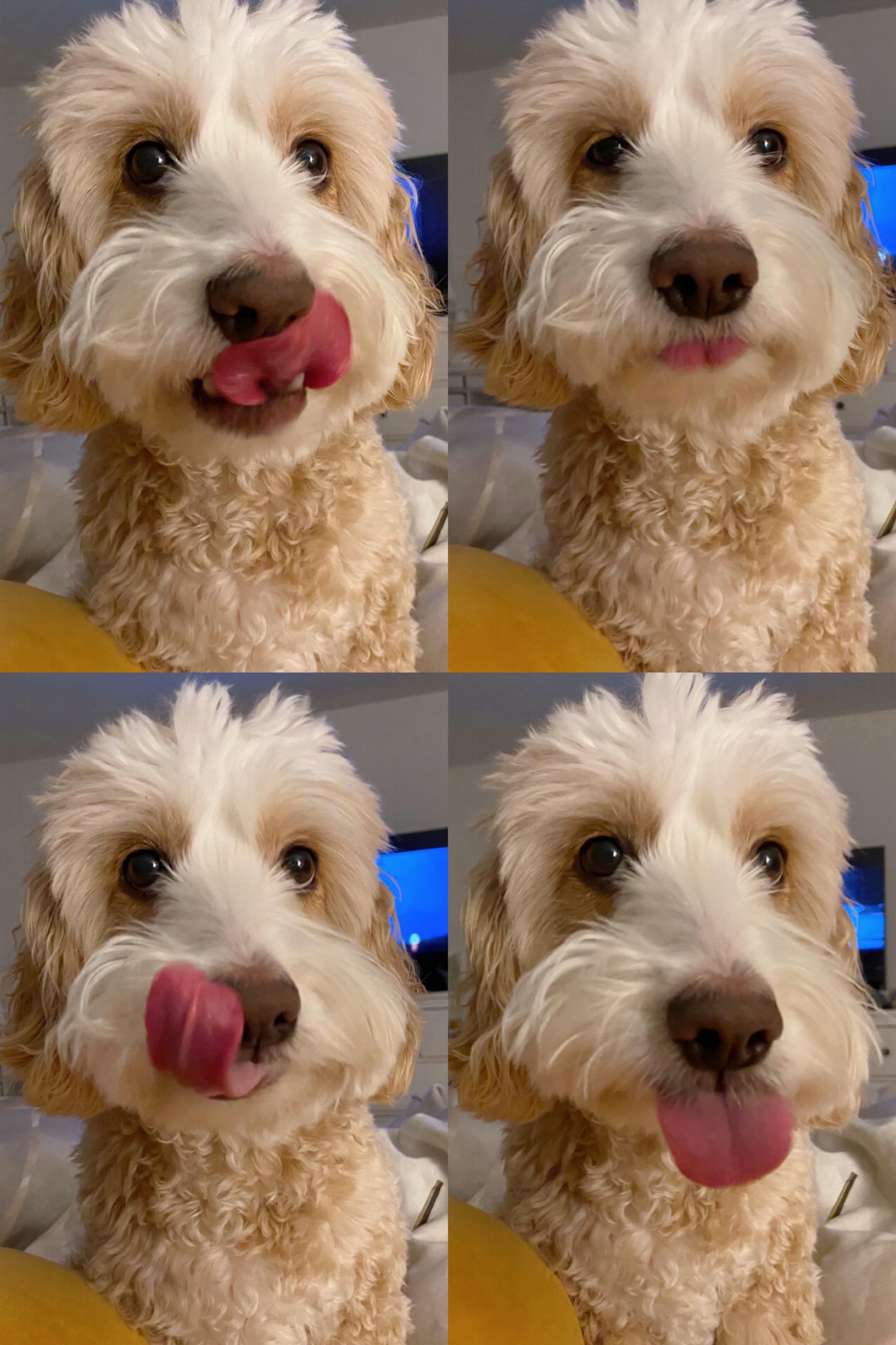 Another oldie here. Our 8 year old rescue! | Scrolller