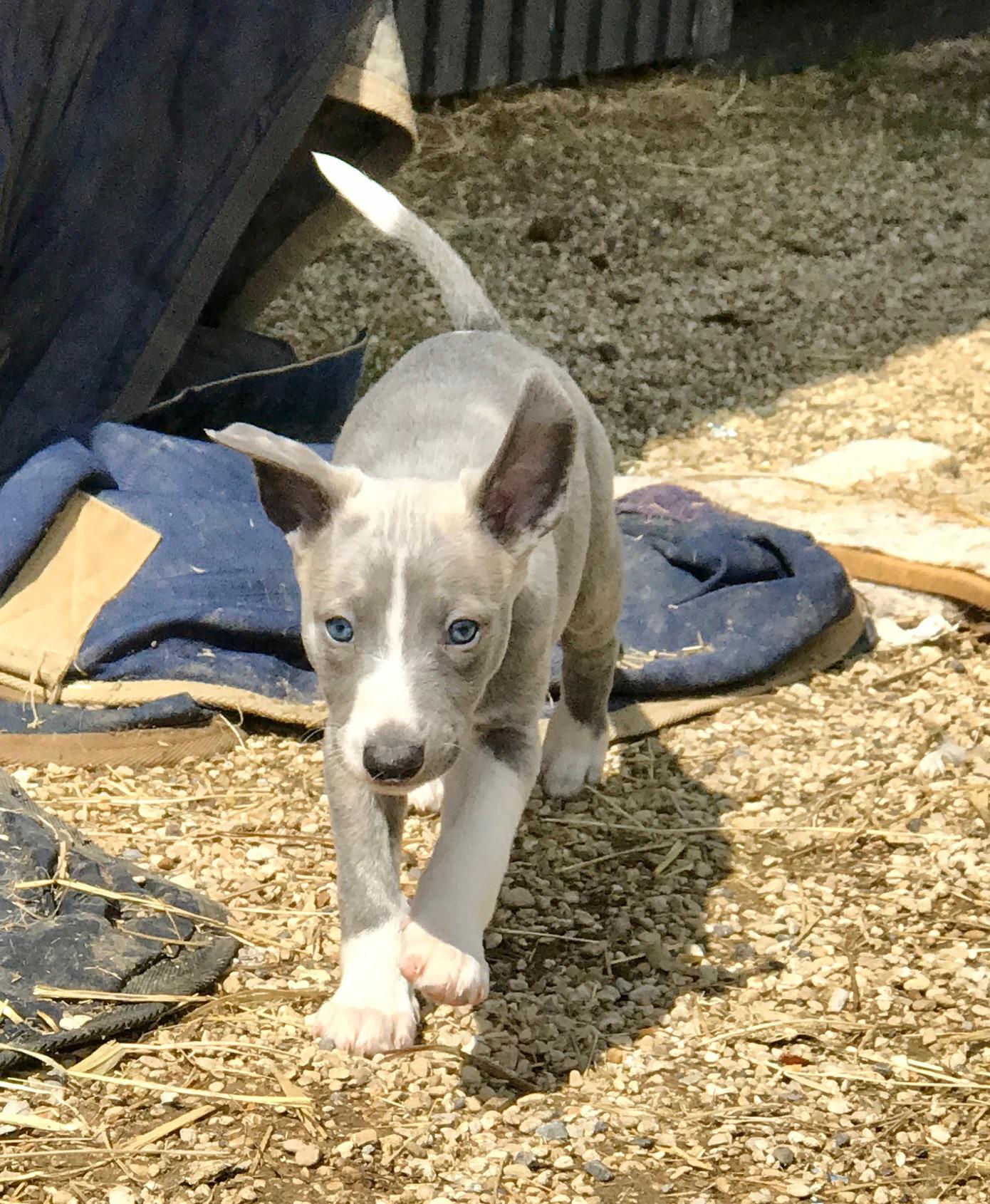 Another one of Otto @ 6 weeks | Scrolller