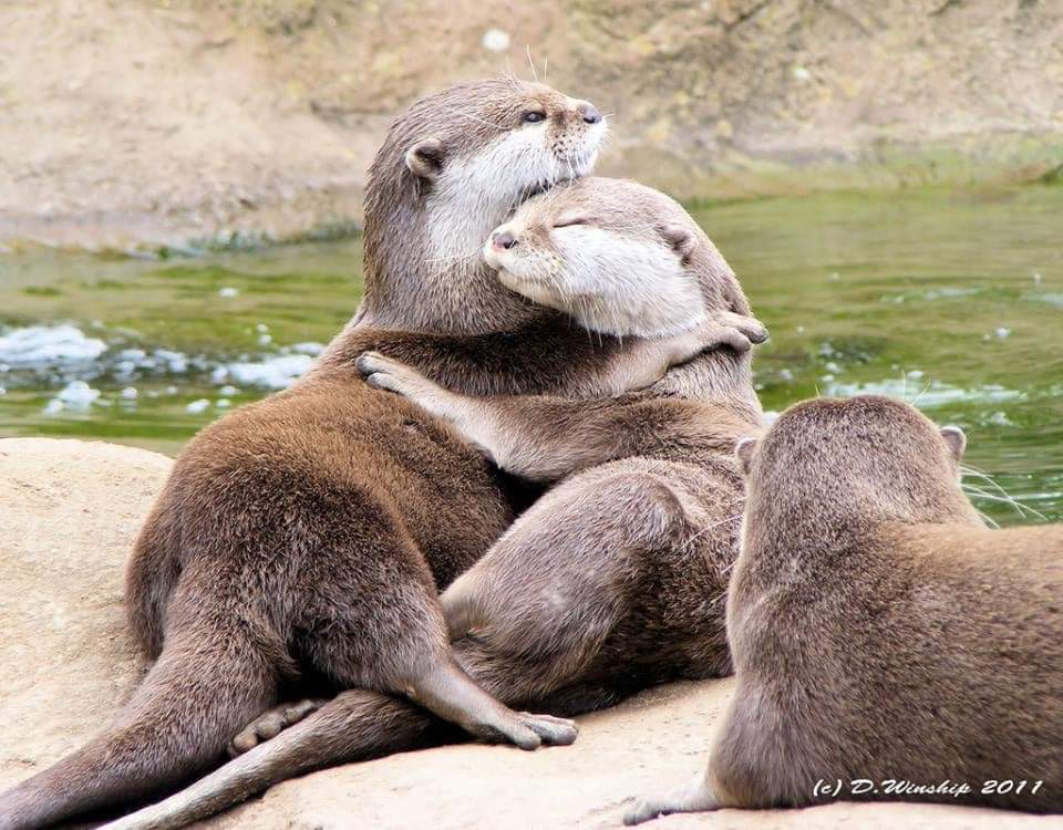 Another otter couple | Scrolller