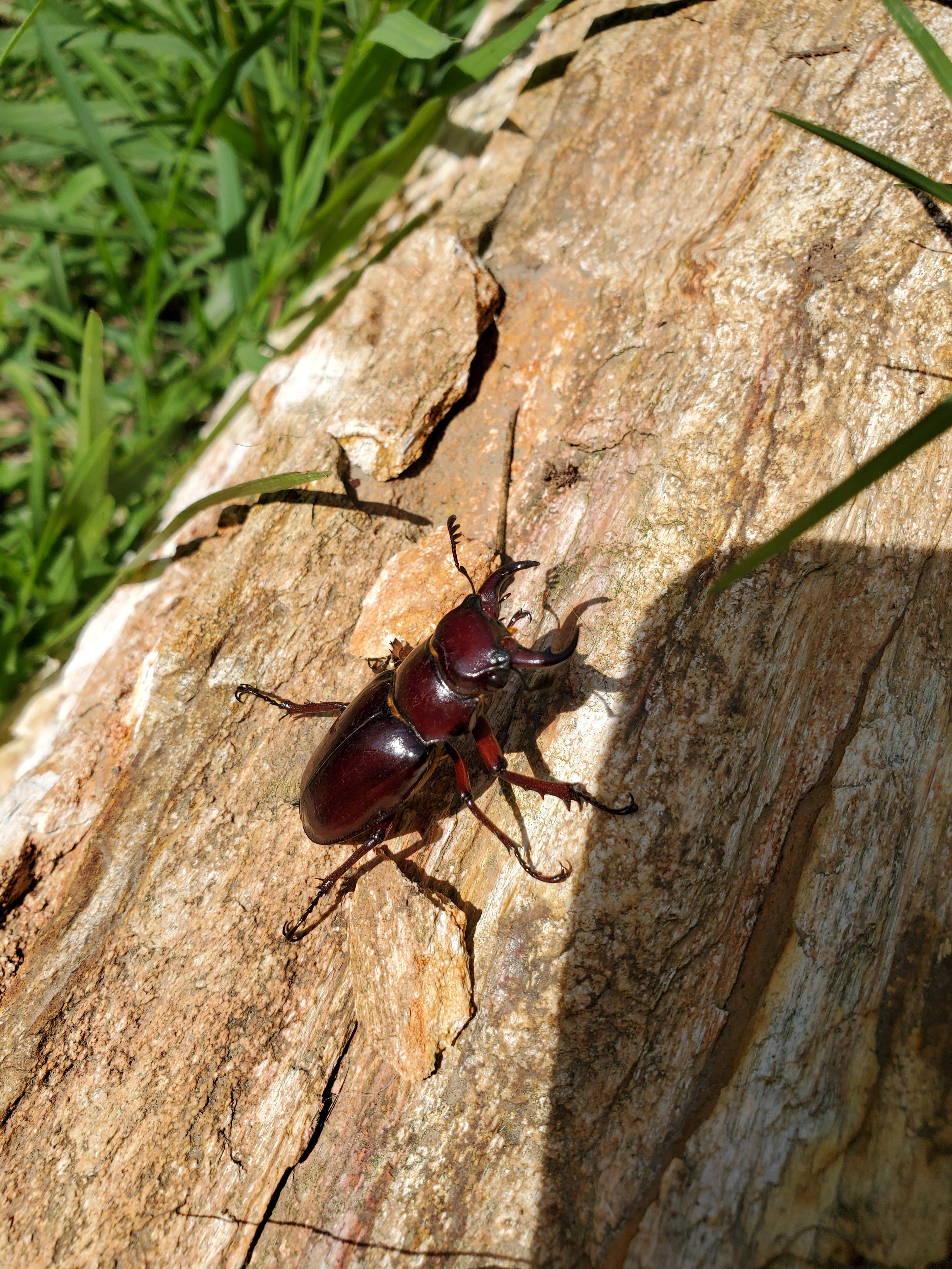 Another stag beetle | Scrolller