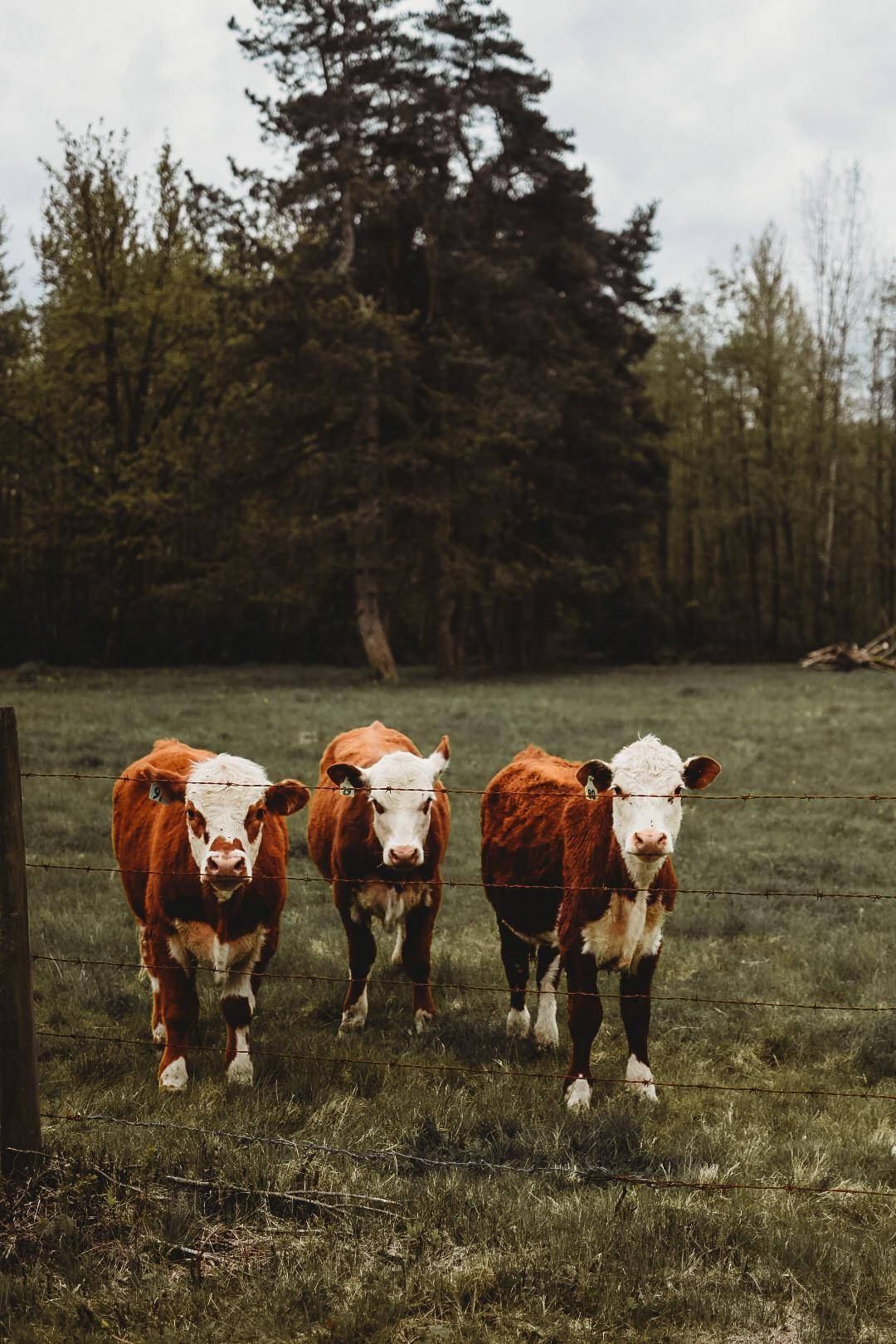 Any hidden gems where I can find farm animals on the side of the road ...