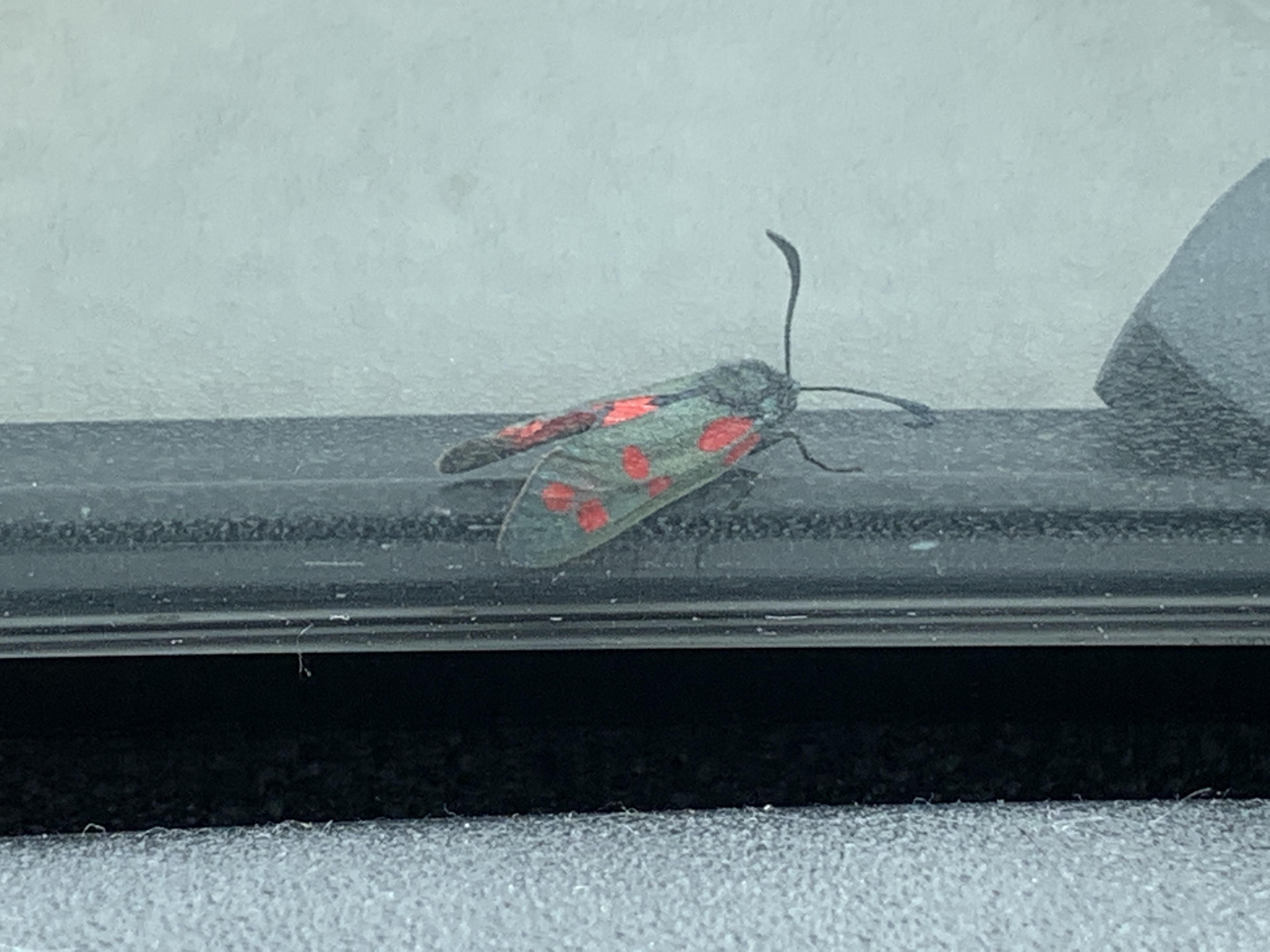 Any idea what this fella is? | Scrolller