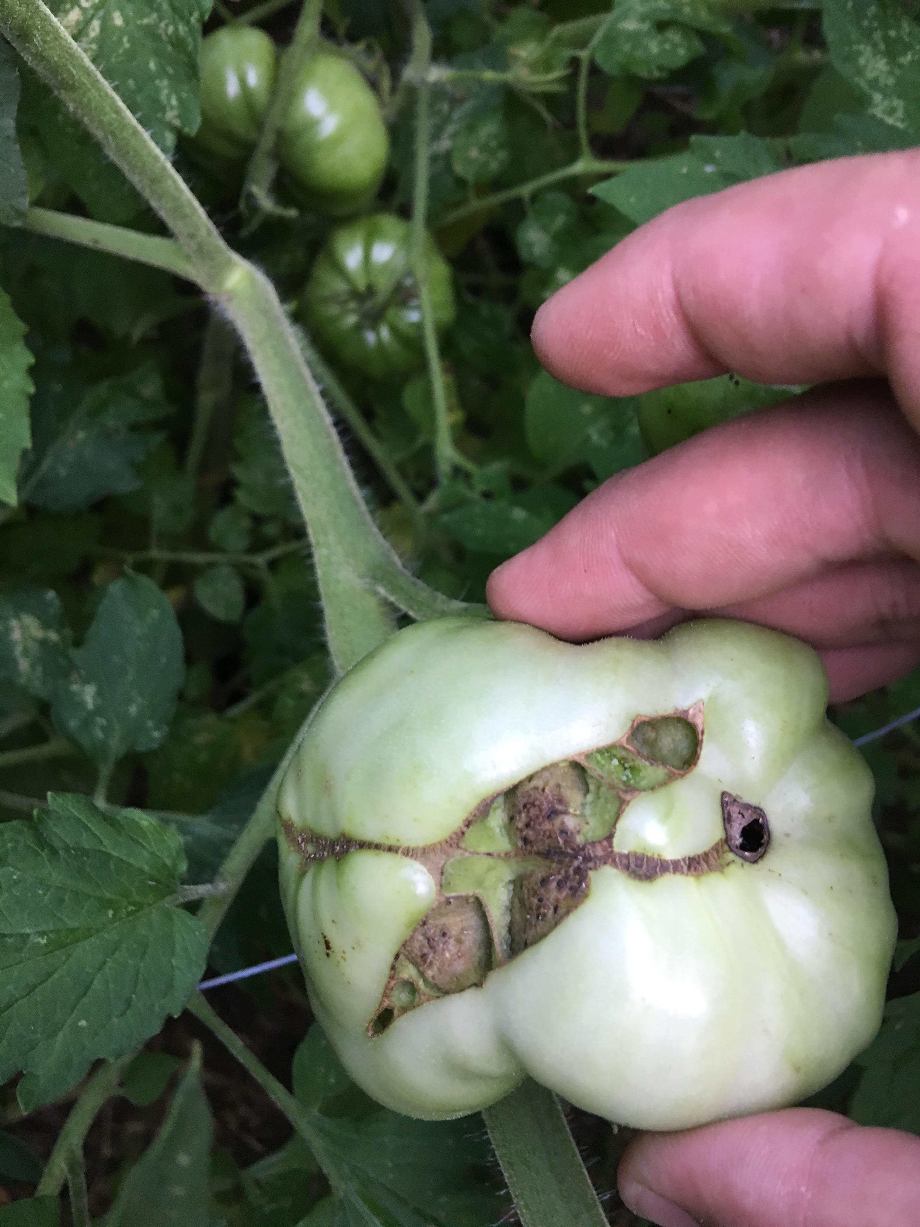 Any ideas? | Scrolller