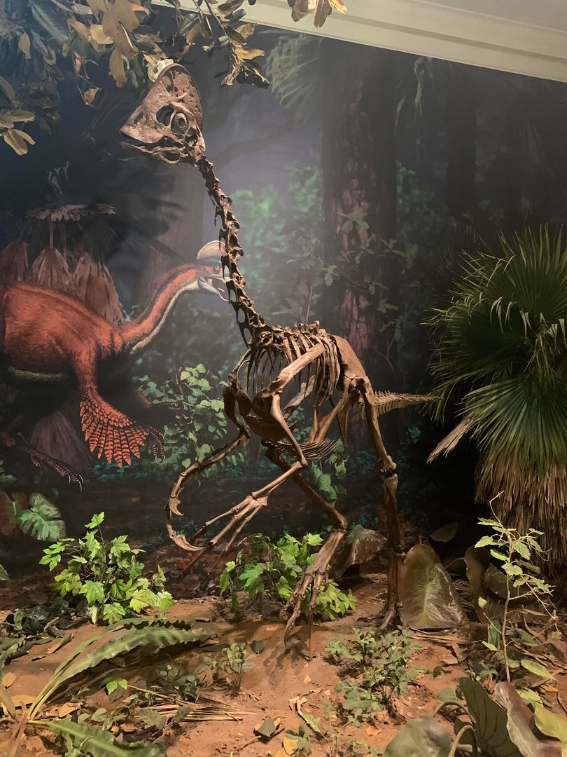 Anzu skeleton | Scrolller