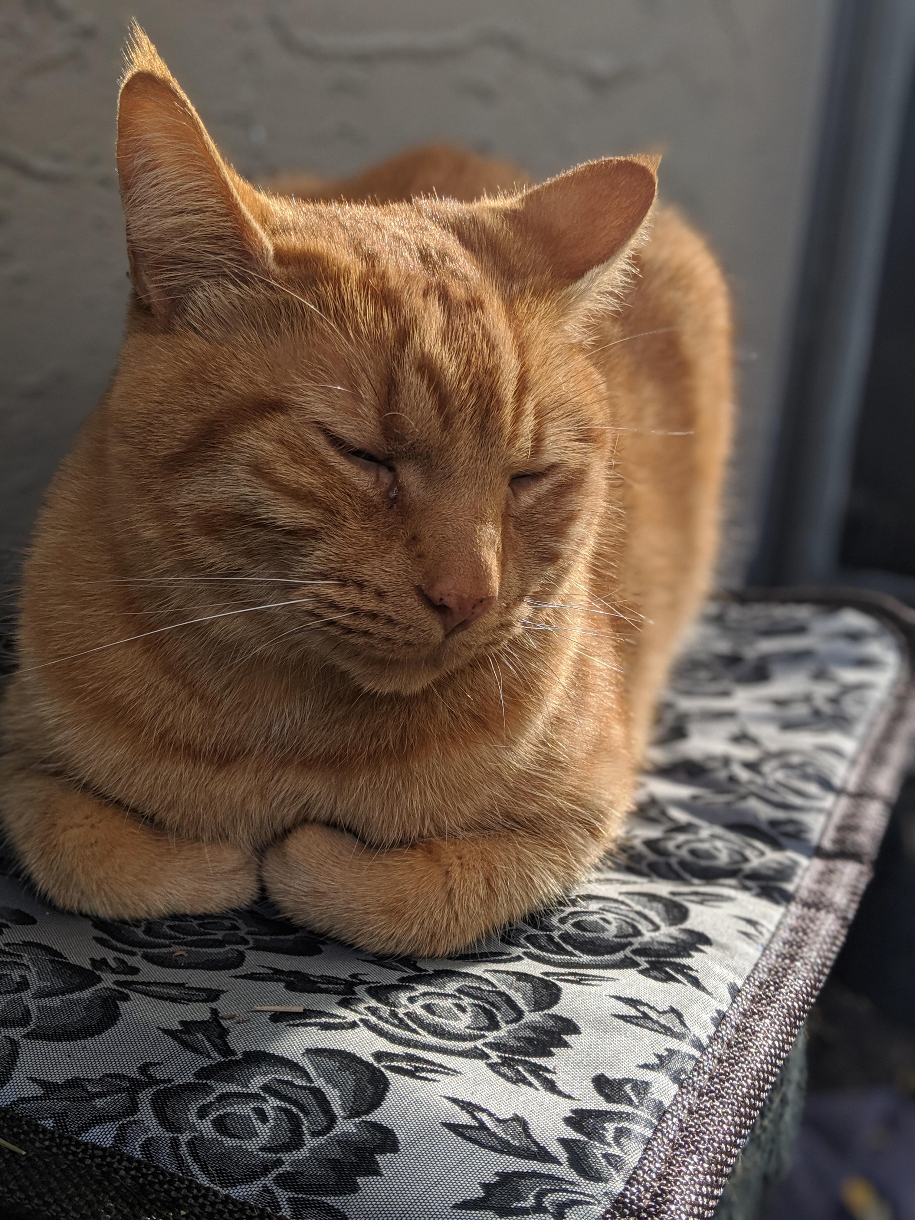 Apollo as a very content loaf | Scrolller