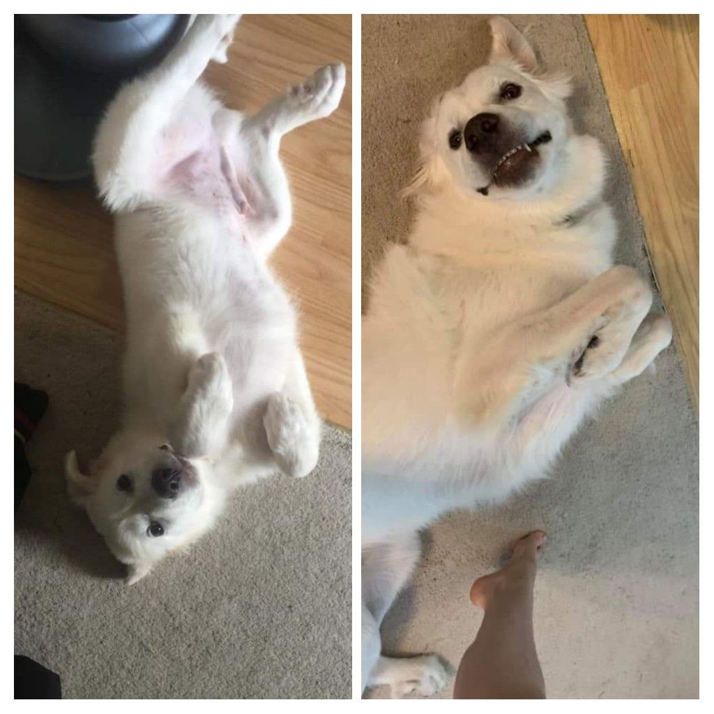 Apollo at 3 months, then Apollo at 1 year. Not much has changed... | Scrolller