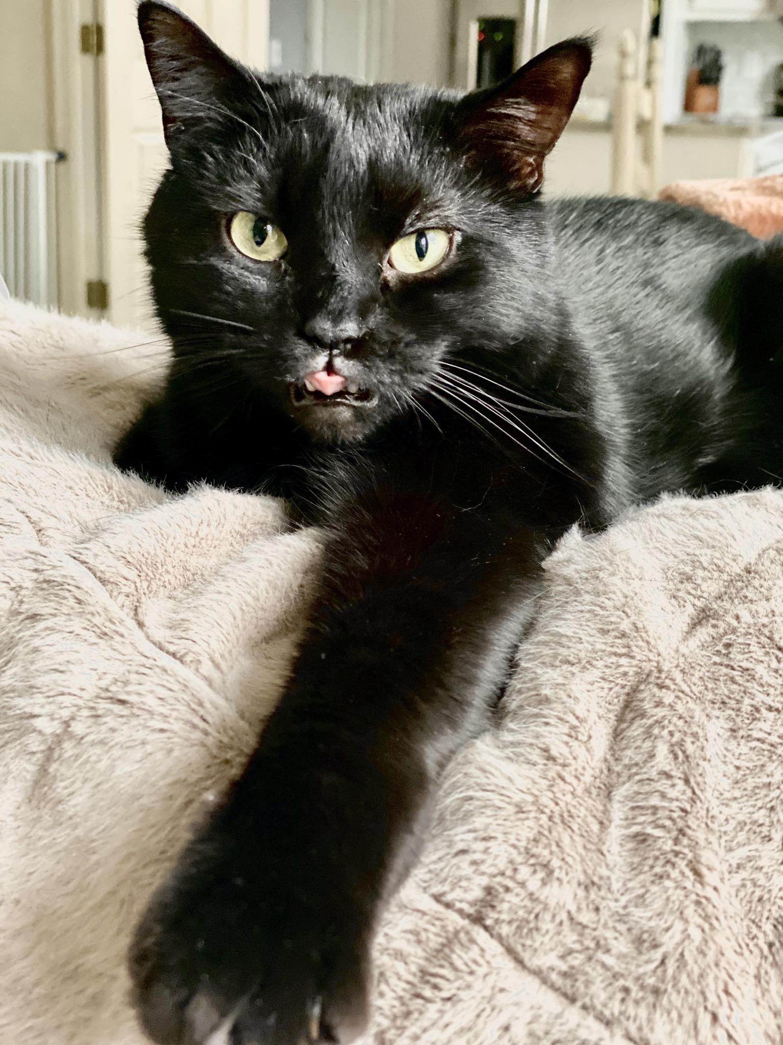 Apollo little bloop | Scrolller