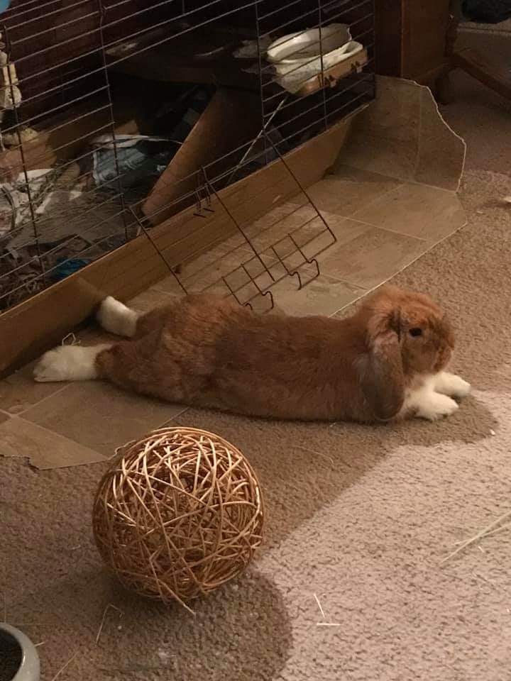 Are bunny sploots welcome? | Scrolller