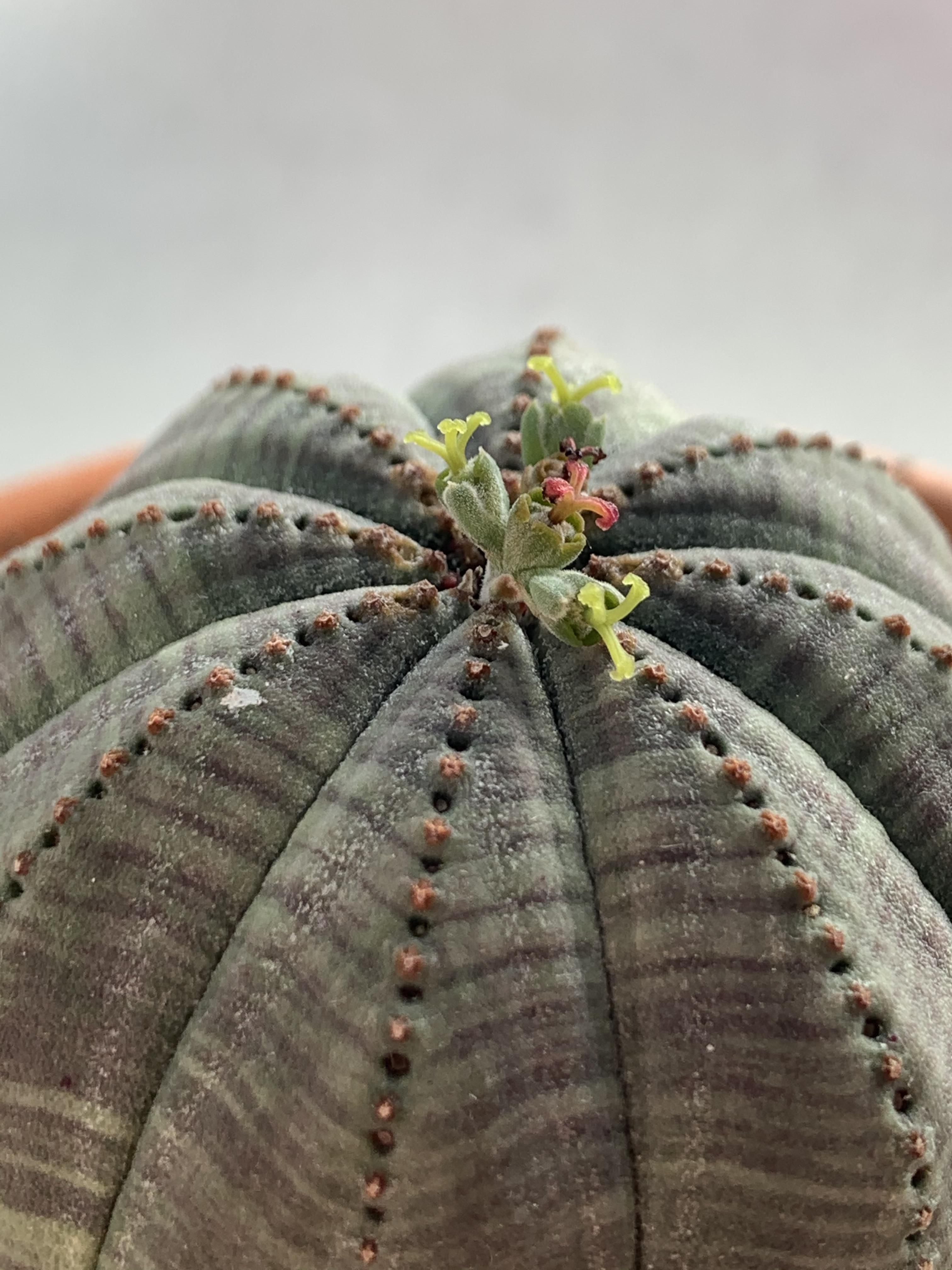 Are these blooms? Don’t know much about this cactus, but it seems happy. | Scrolller