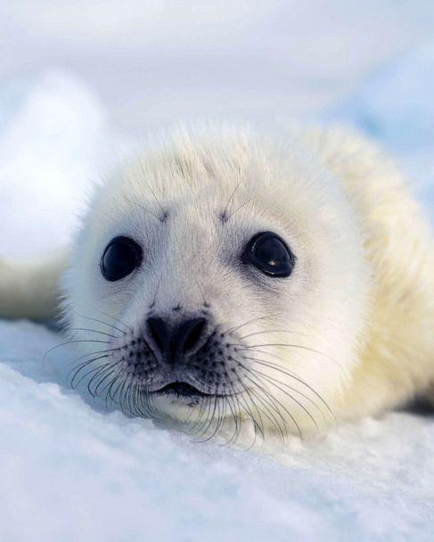 Arf arf Arf arf - nyanners | Scrolller