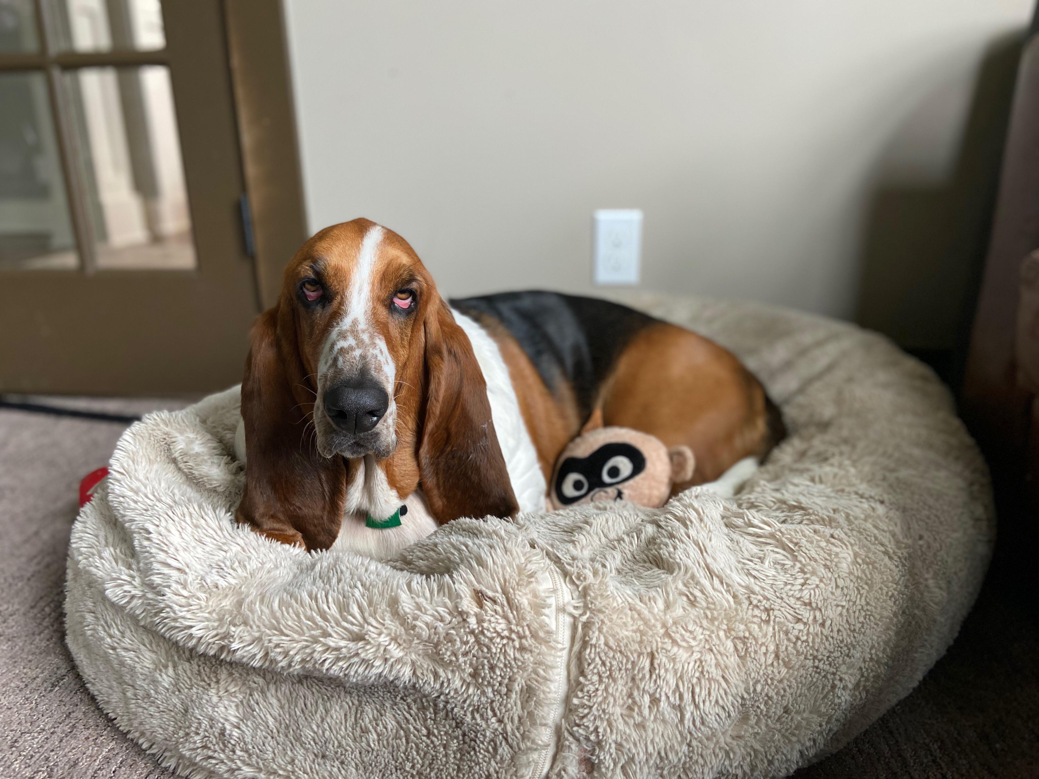 Arlo and Jack-Jack | Scrolller