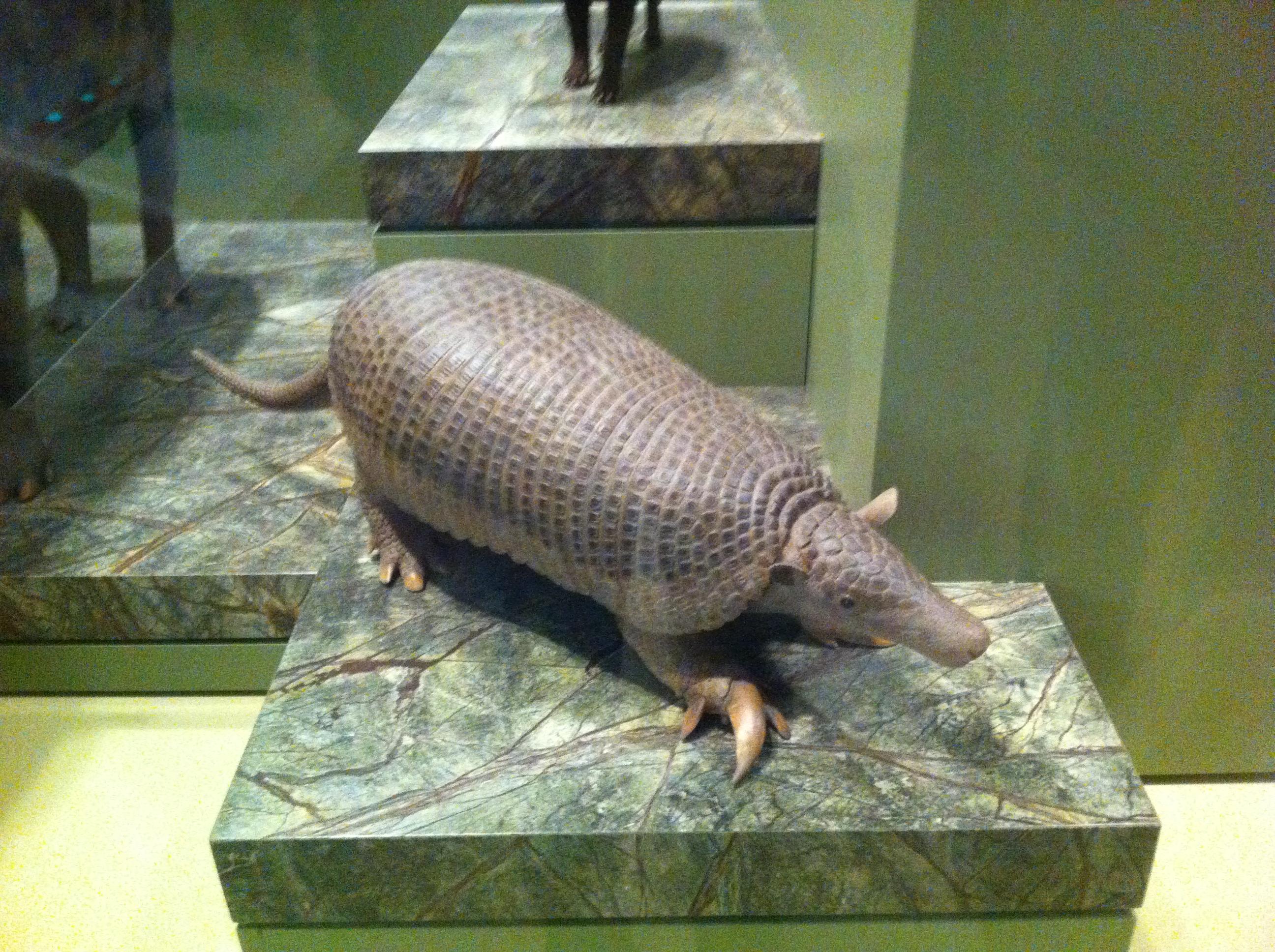 Armadillo Model from the Smithsonian | Scrolller