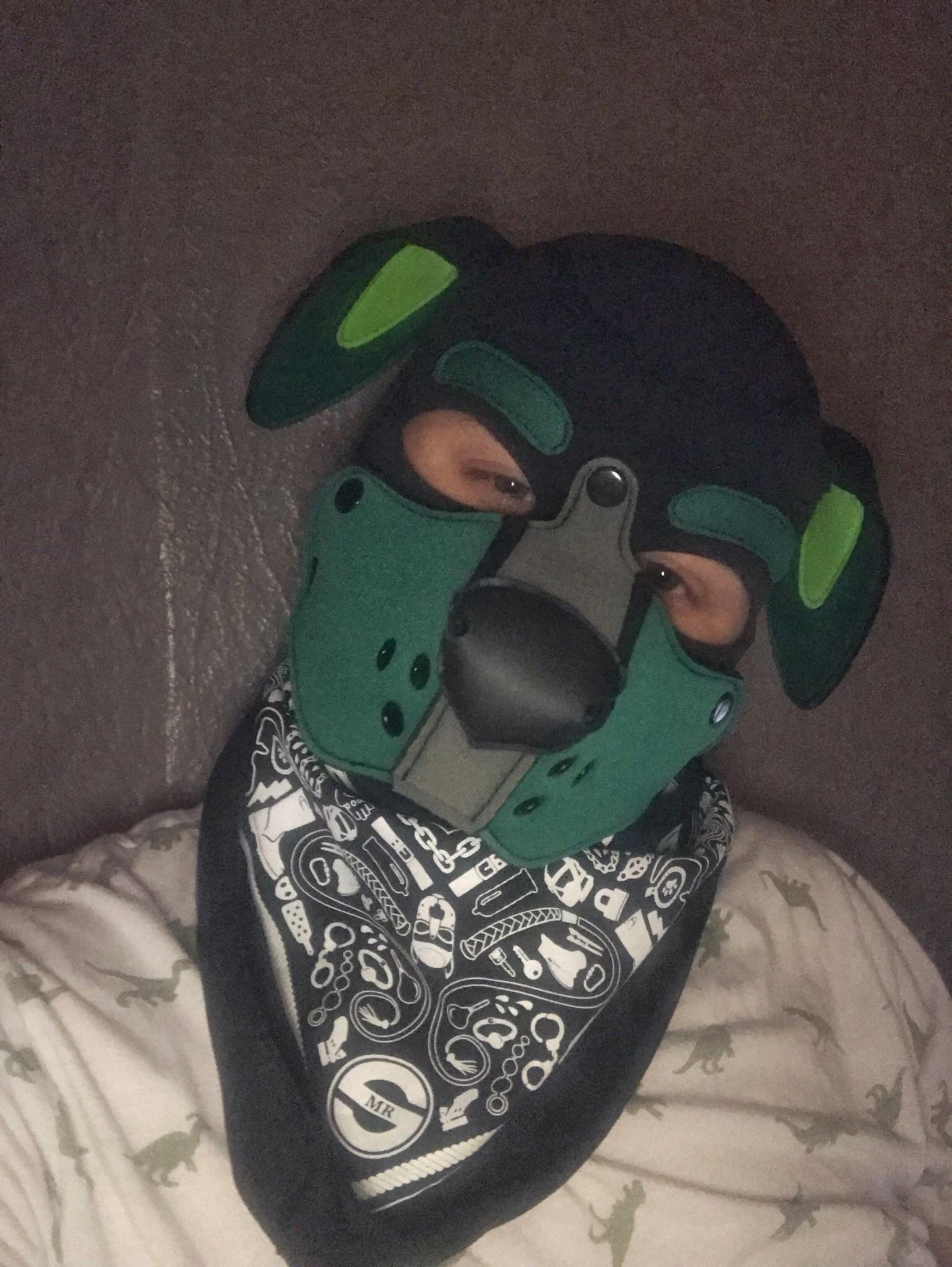 Aroo! The new Mr.S bandana is pup perfect. | Scrolller