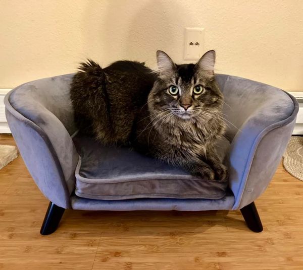 Artemis approves of his new couch. | Scrolller