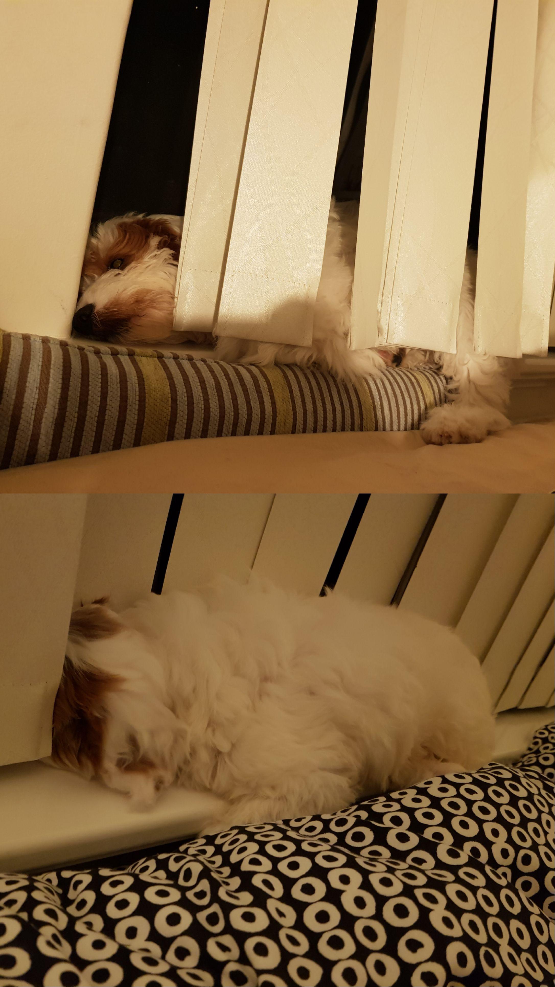 As a baby he'd always sleep on my window sill | Scrolller