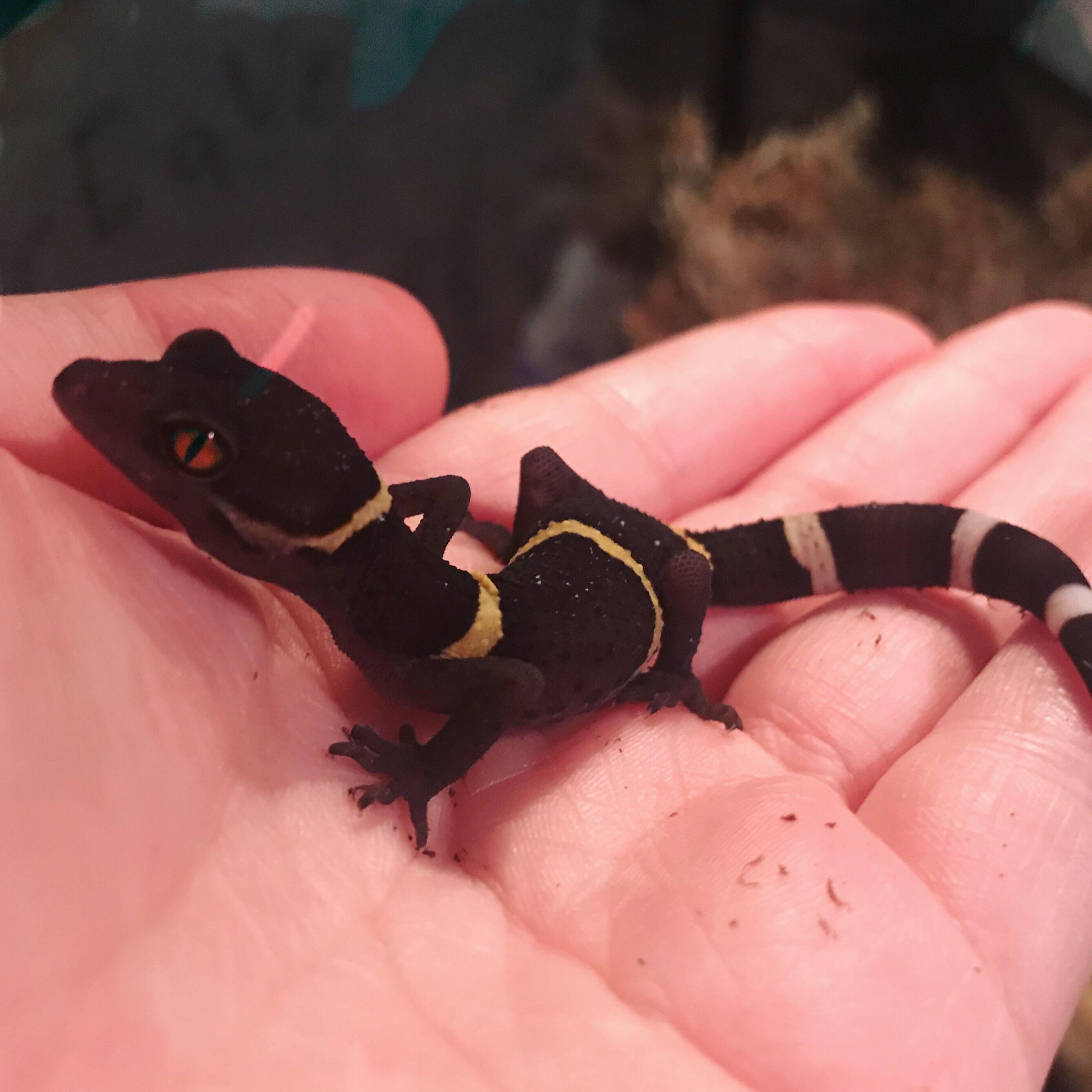 Ashe, My Chinese Cave Gecko | Scrolller