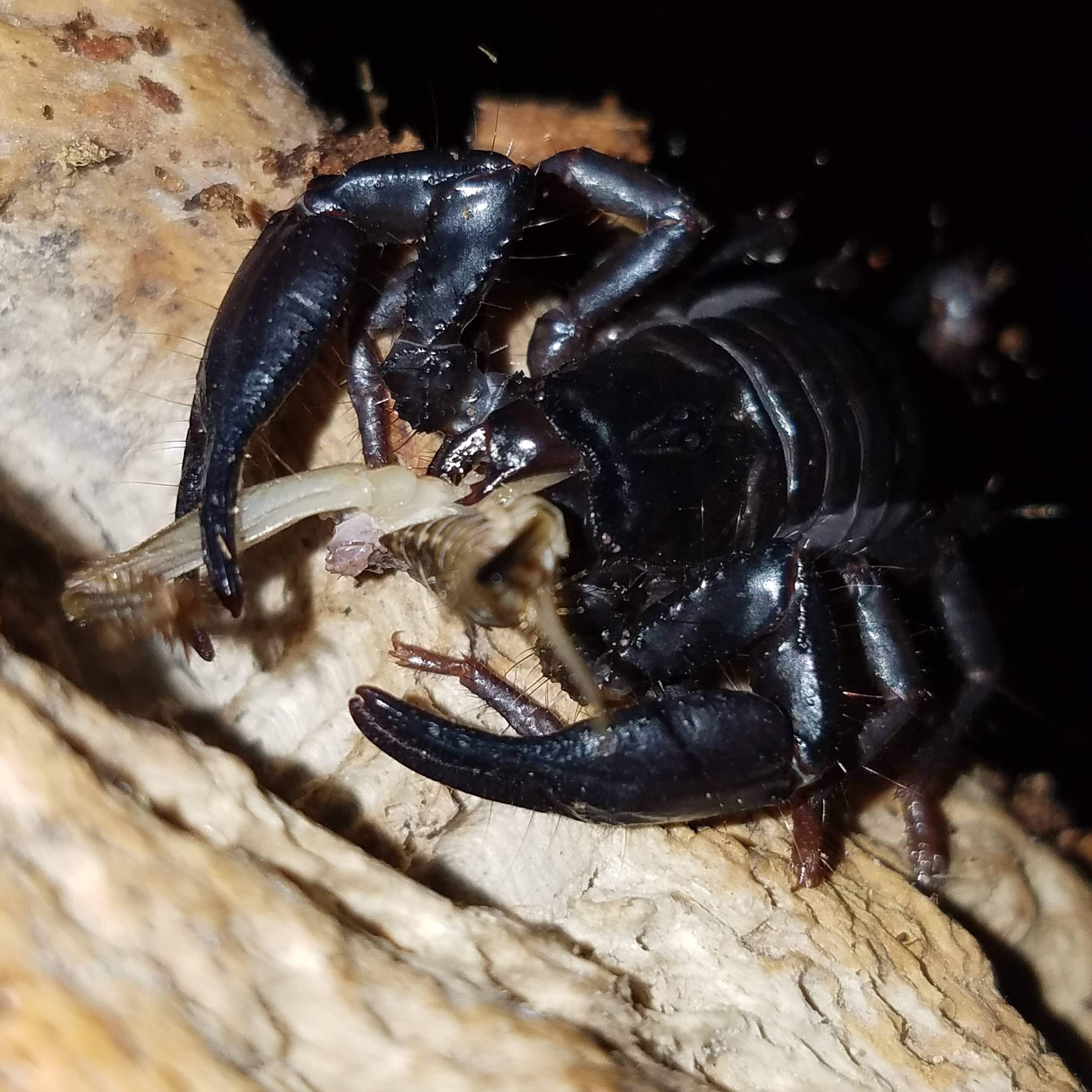 Asian forest scorpion having a snack | Scrolller