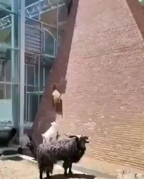 Assassin's goats. | Scrolller