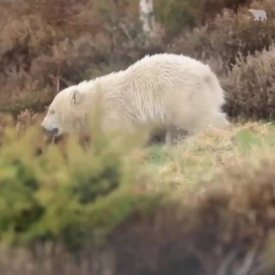 Attack! Attack! Attack! | Scrolller